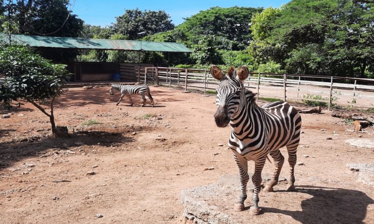 Subic Safari: An Exciting Zoo Experience with the Tigers and Wild Animals